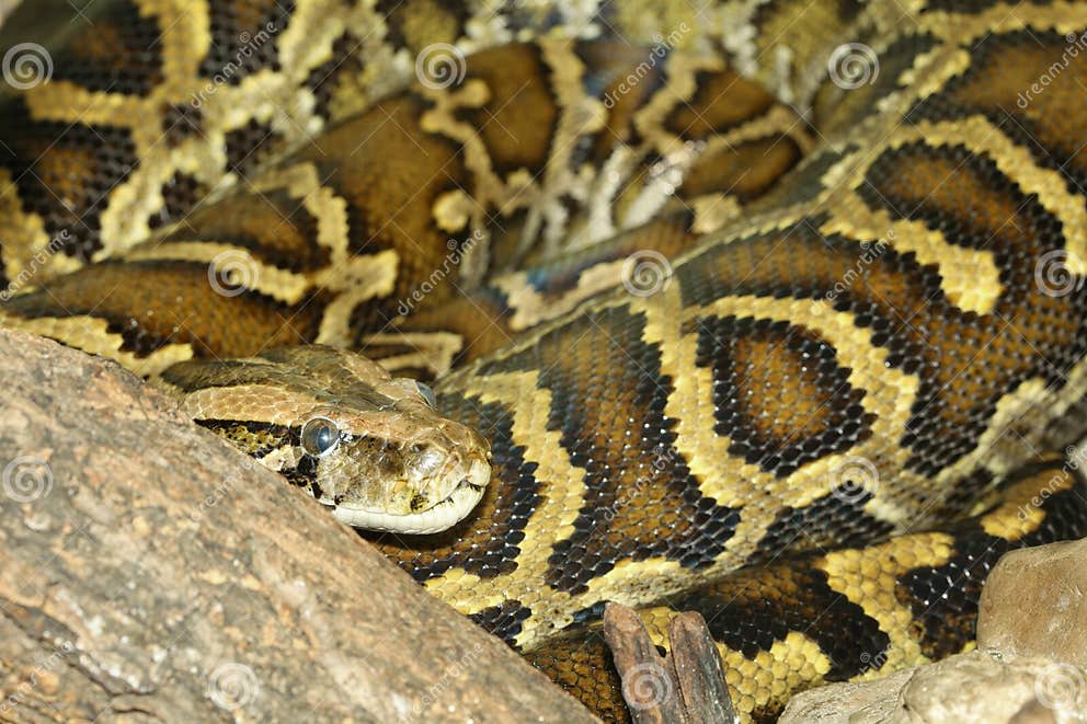 Close Up Head Big Burmese Python Snake in Body on Stick Tree at ...