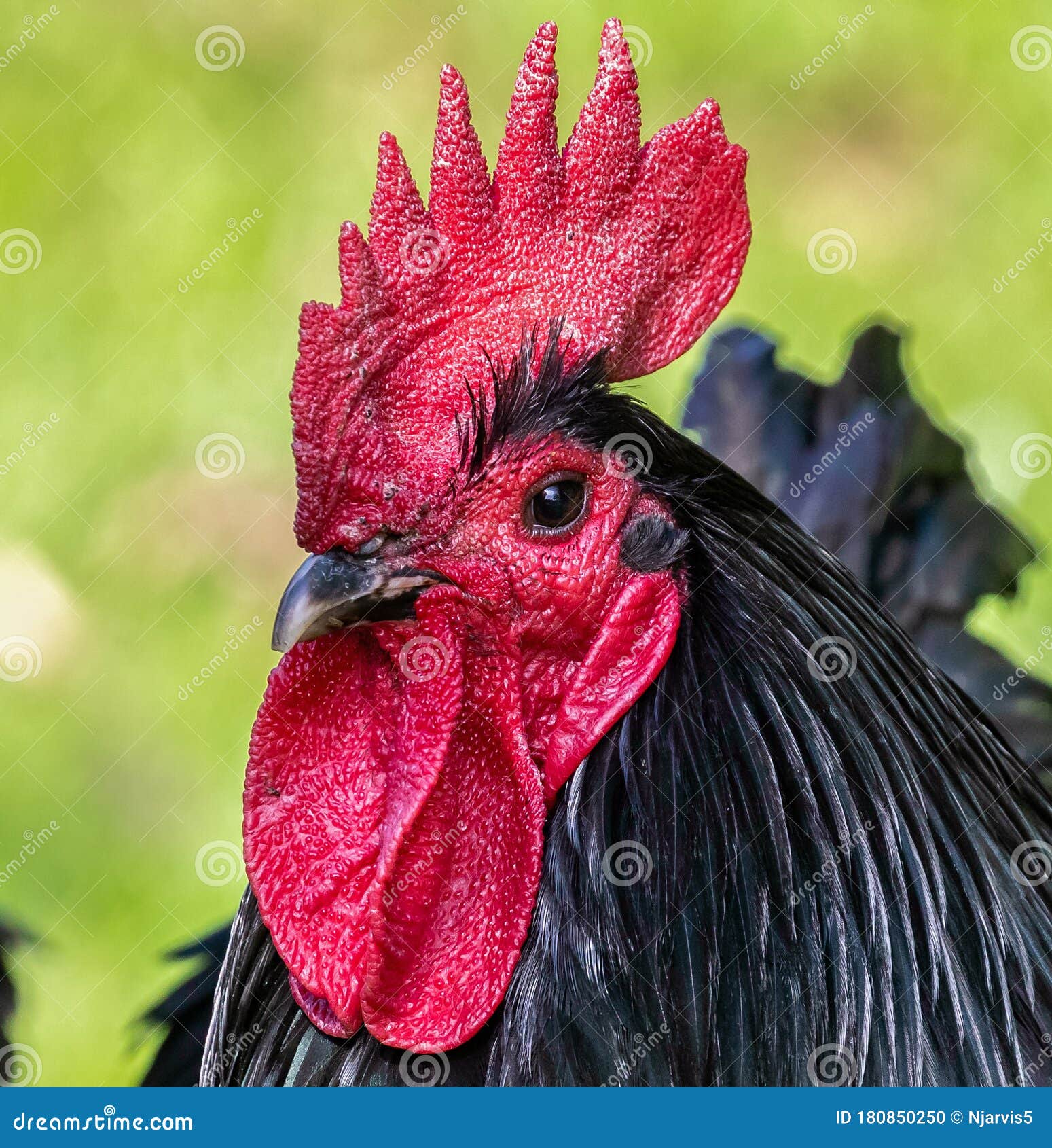 Close Up of Head of Black Rooster with Red Comb Stock Photo - Image of ...