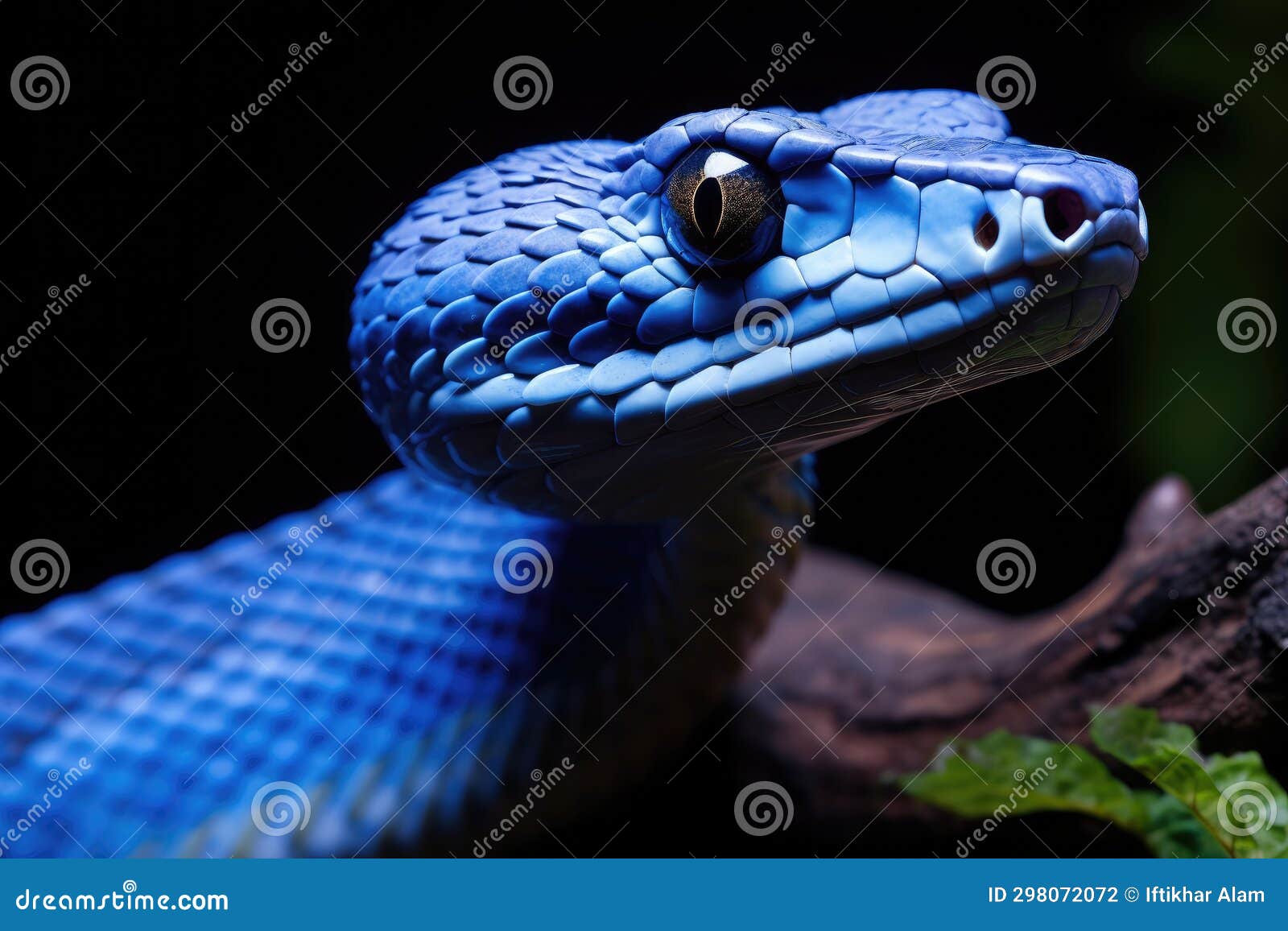 Close Up of the Head of a Blue Snake on a Branch, Blue Insularis Snake ...