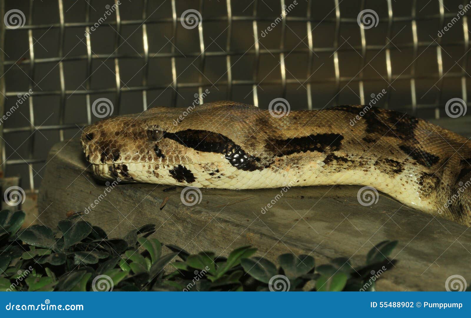 Close Up Head Boa Constrictor Stock Photo - Image of scale, hunter ...