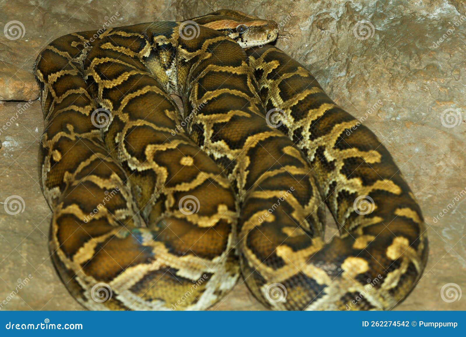 Close Up Head Boa Constrictor Snake Stock Photo - Image of macro, head ...