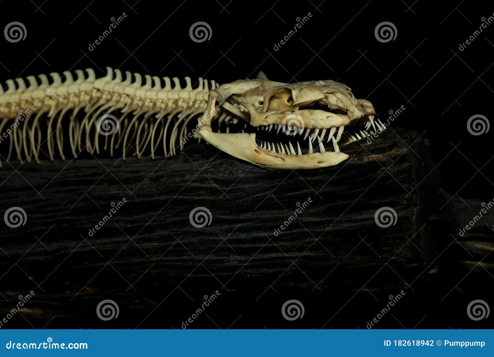 The Bone Of A Snake Editorial Photo | CartoonDealer.com #151014579