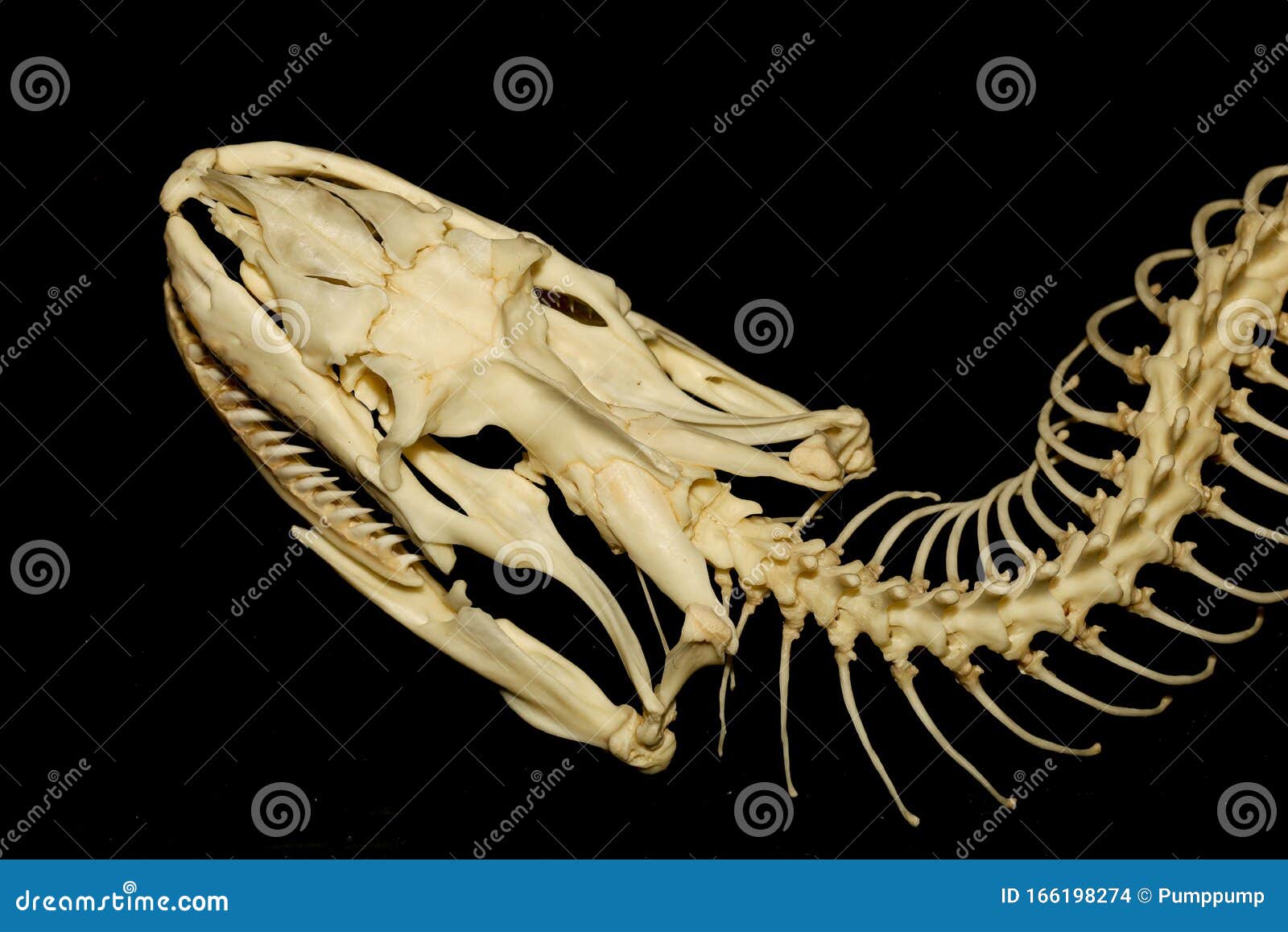 Snake Skeleton Head