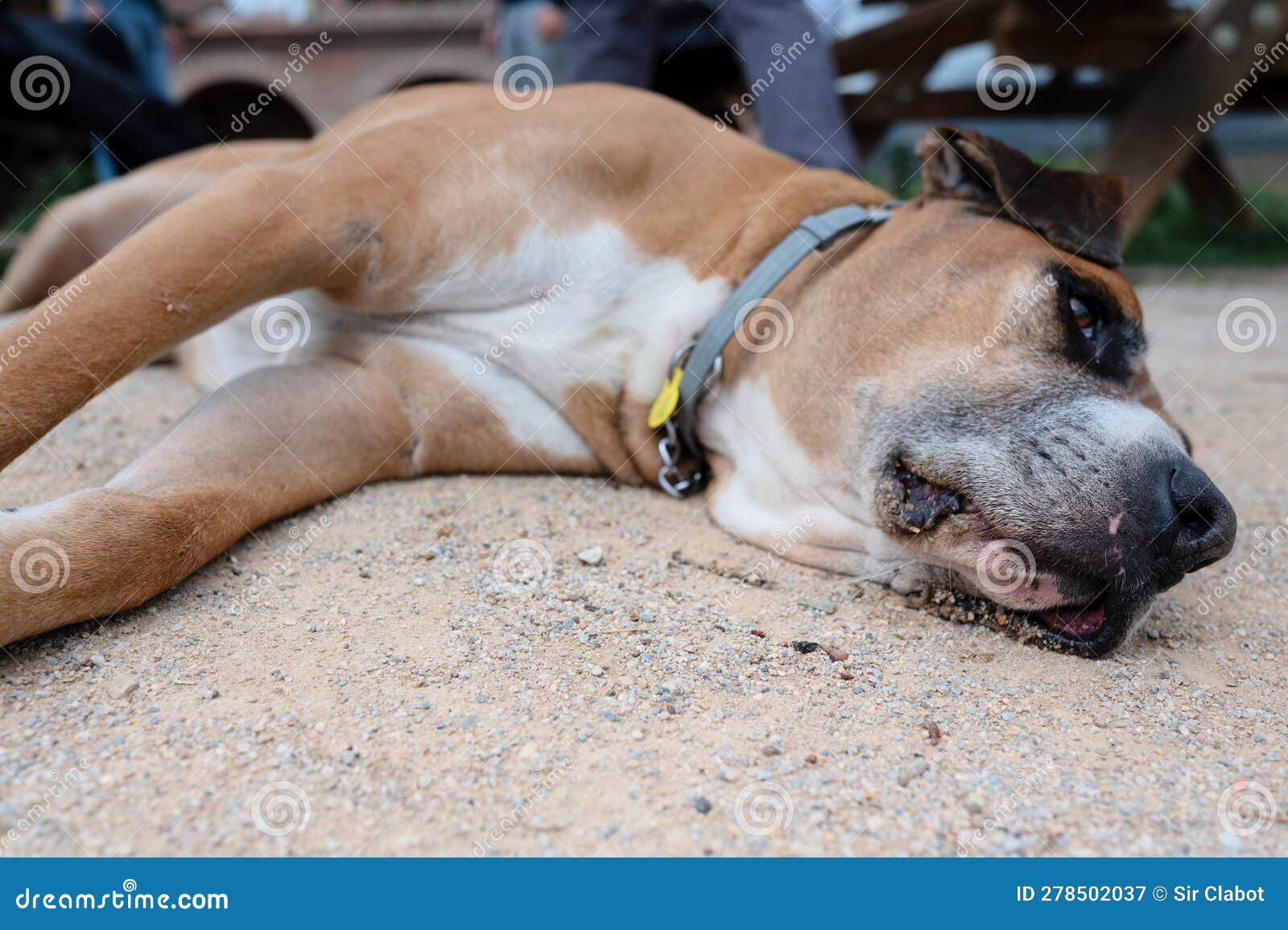 Close-up of the Head of a Boxer Dog Lying on the Ground Stock Image ...