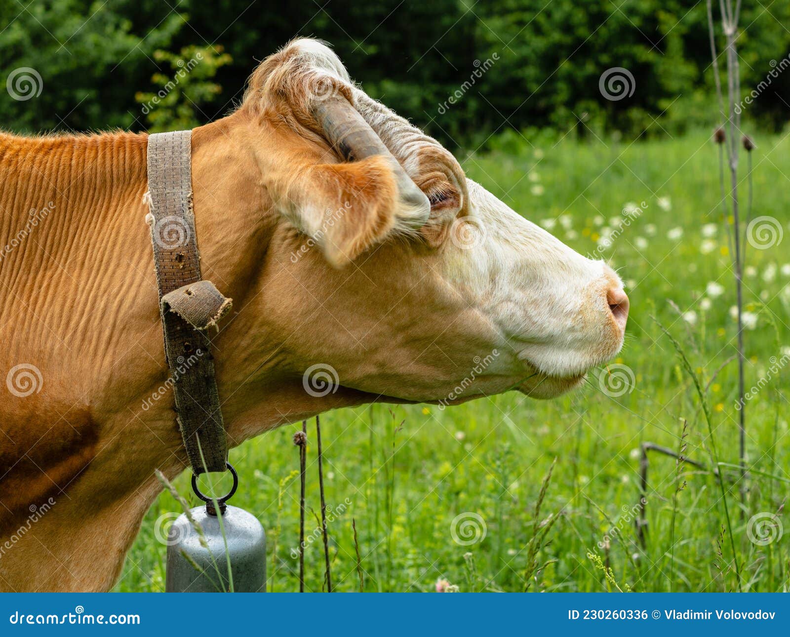 Close-up of the Head of a Brown Cow. Side View. on the Neck Hangs a ...