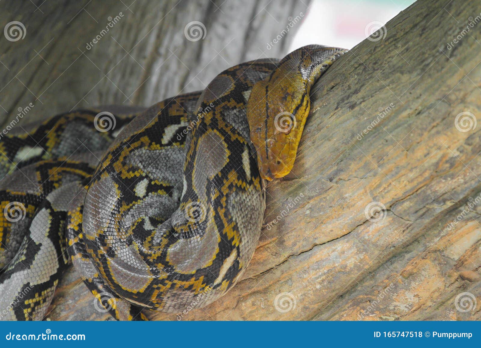 Close Up Head Burmese Python in Body on Stick Tree at Thailand Stock ...