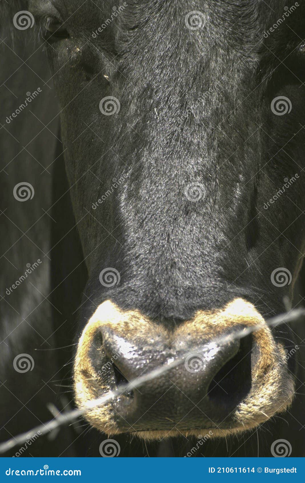 Close Up of Head of Caged Spanish Black Bull Stock Photo - Image of ...