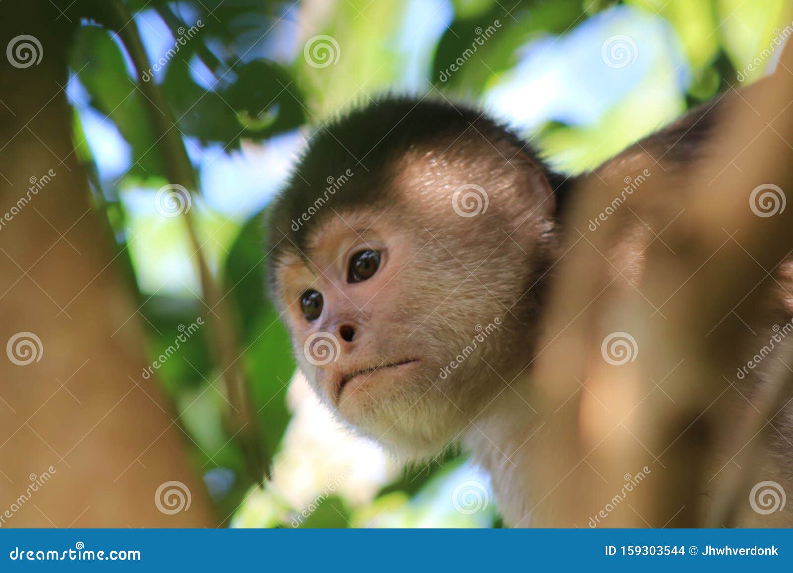 Close Up of the Head from a Capuchin Monkey, Cebus Albifrons Stock ...