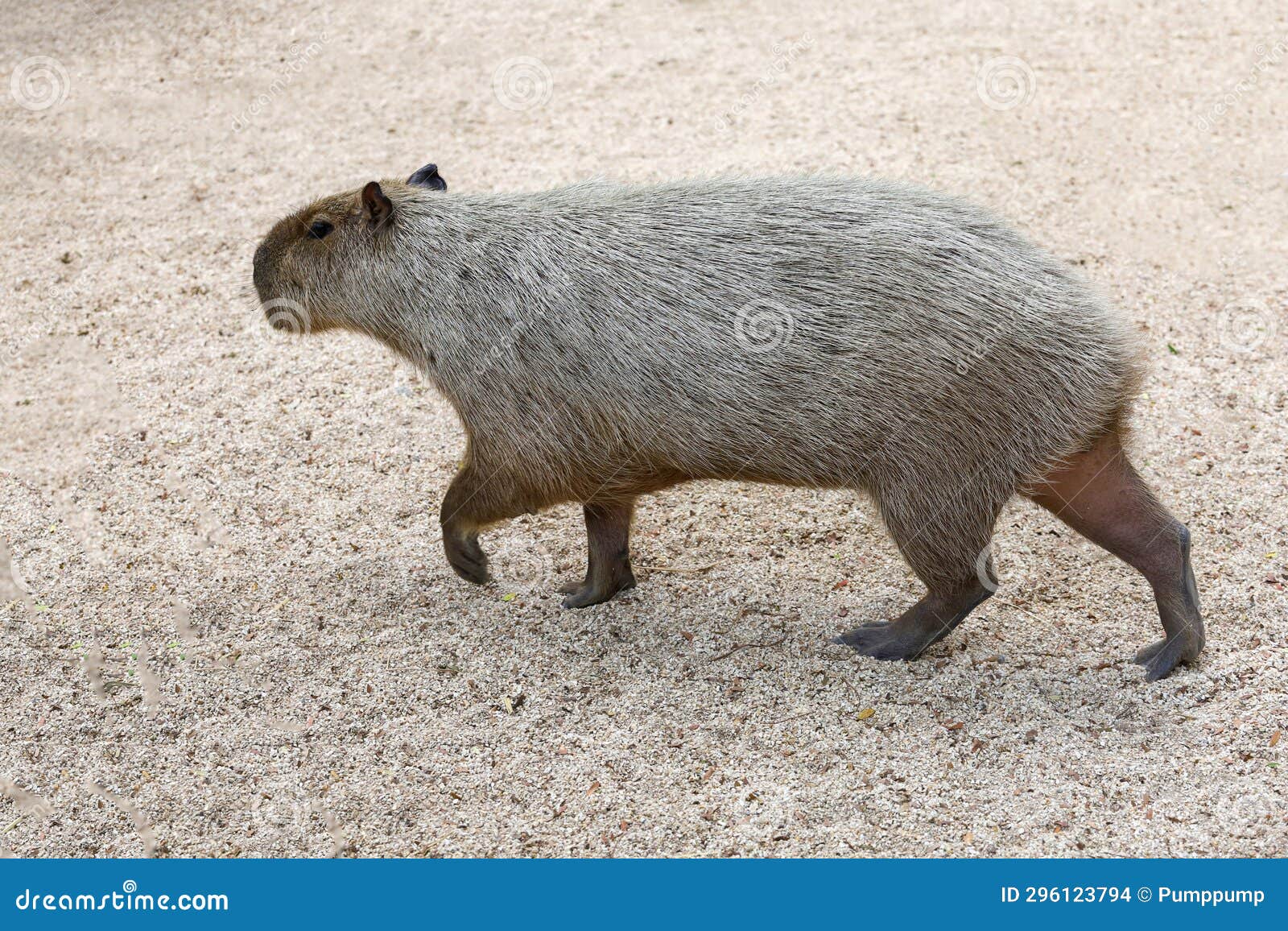 Close Up Head the Capybara is Biggest Rat and Cute Animal Stock Photo ...