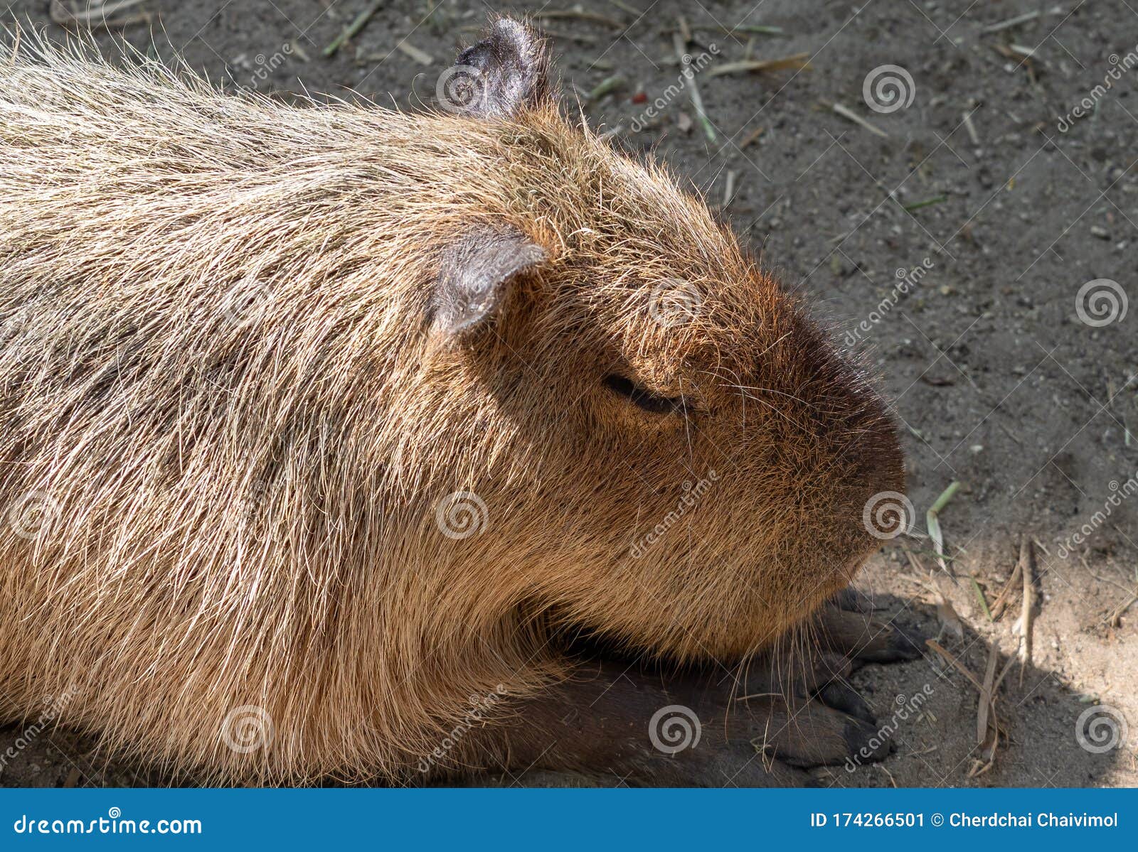 Close Up Head of Capybara Was Sleeping on the Ground Stock Image ...