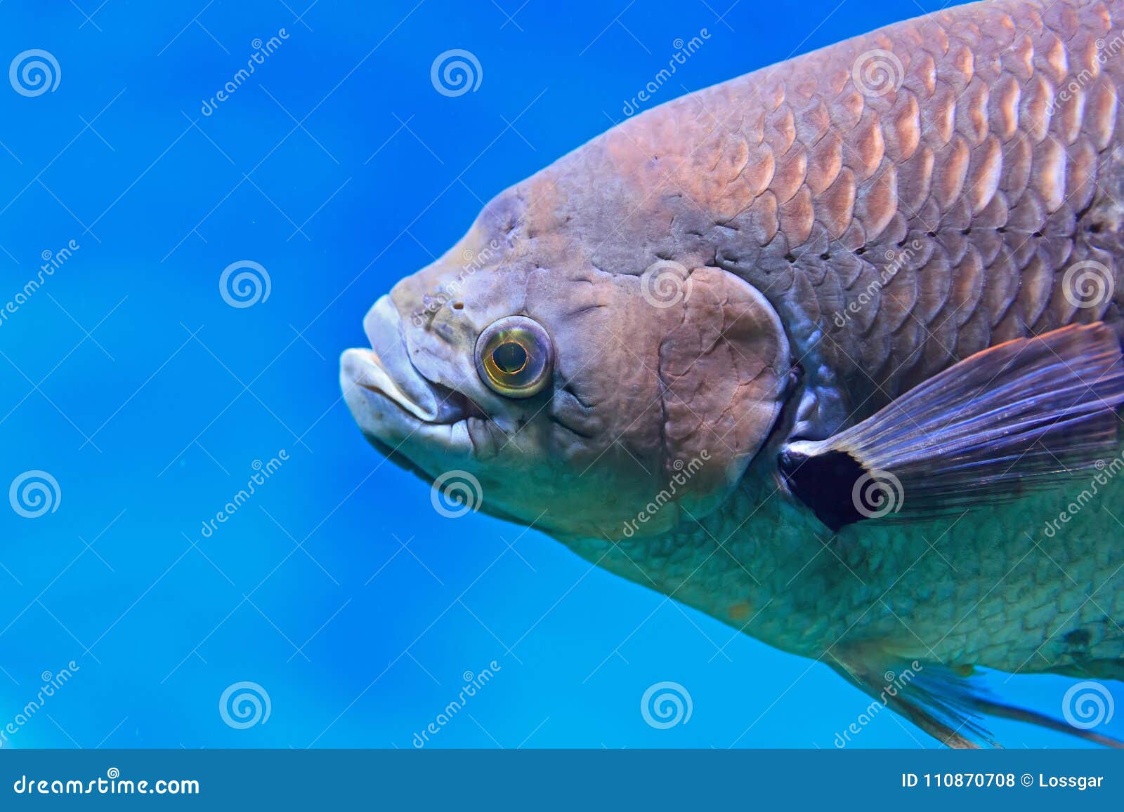 Head Of A Carp. Stock Photo | CartoonDealer.com #24368148