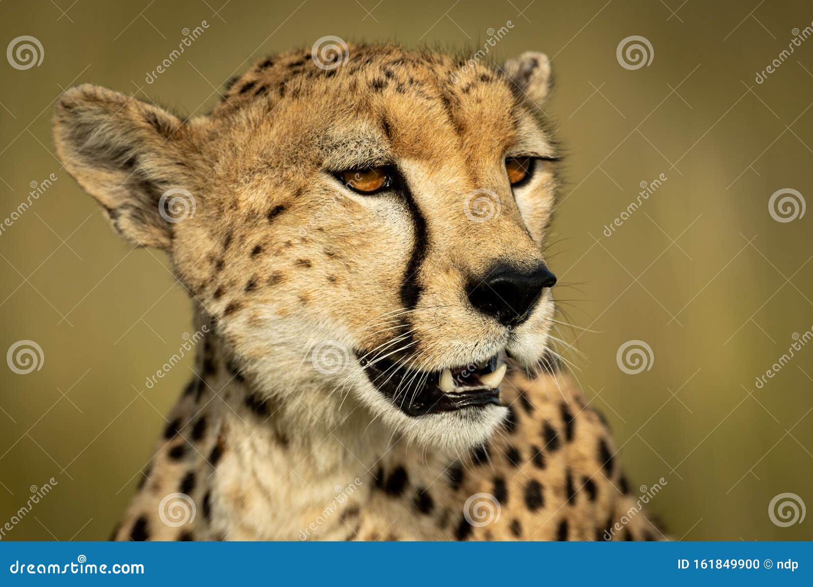 Close-up of Head of Cheetah Looking Right Stock Photo - Image of ...