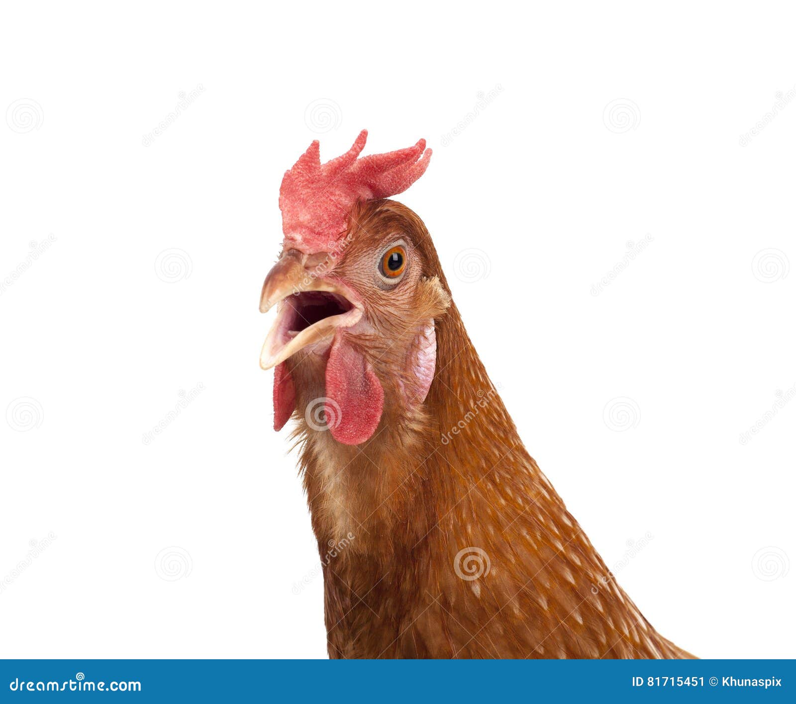 Head Of Chicken Hen Shock And Funny Surprising Isolated White Ba Stock ...