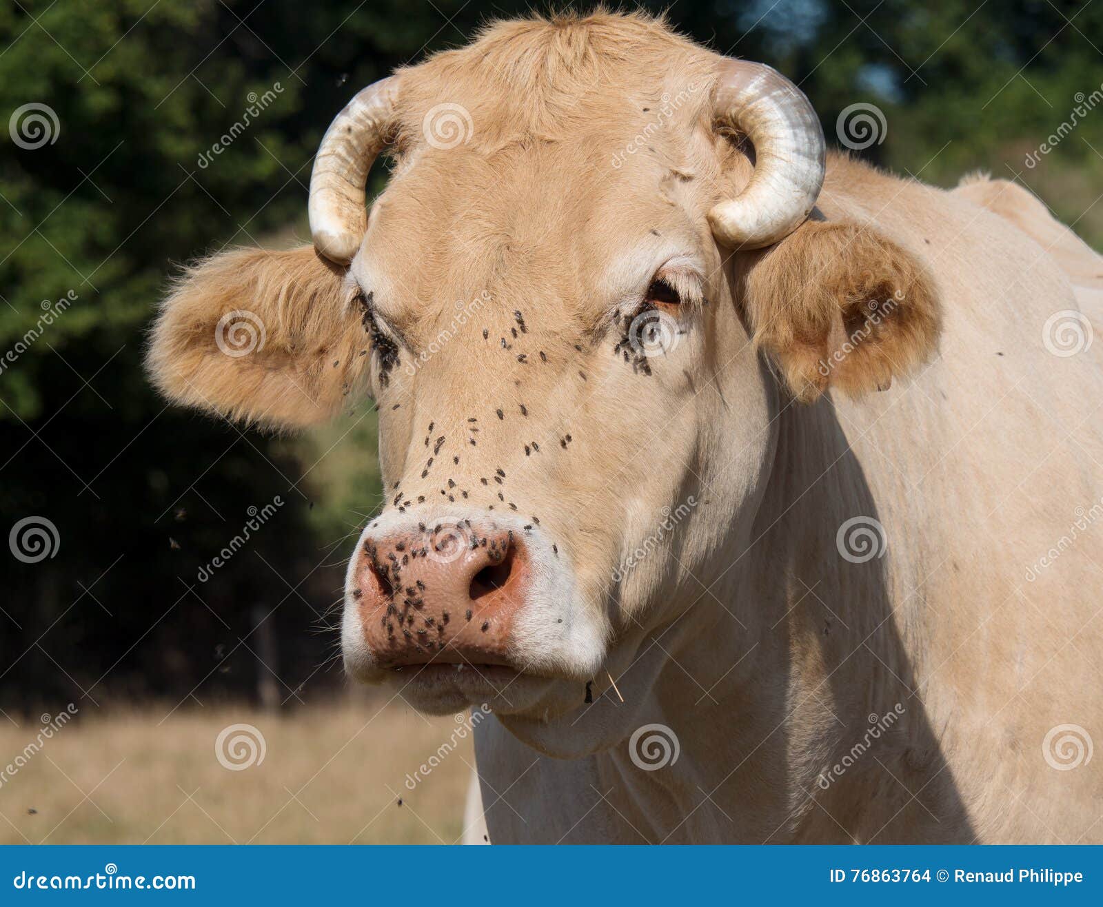 Close Up on the Head of a Cow with Flies Stock Photo - Image of calf ...