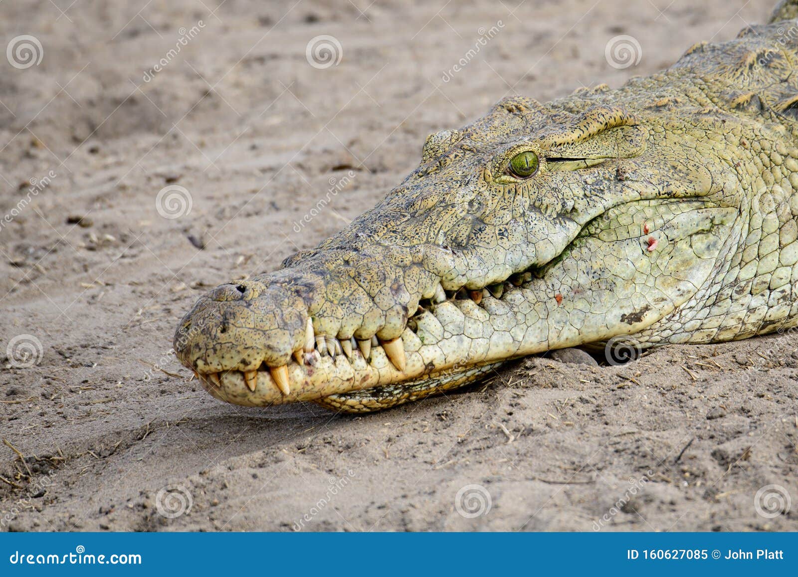 Face of a nile crocodile stock image. Image of crocodile - 160627085