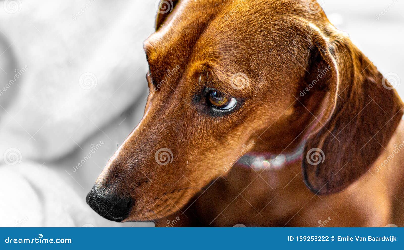 Close Up of the Head of a Dachshund with a Tender Expression Lying ...