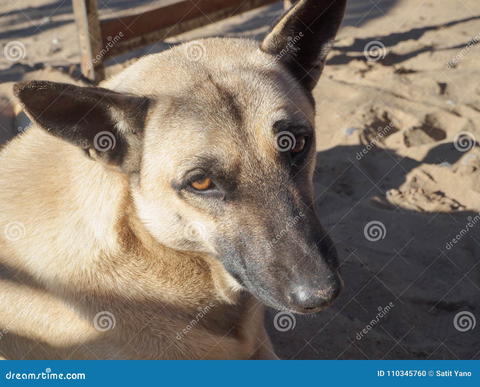 Close up head of a dog stock photo. Image of happy, animal - 110345760