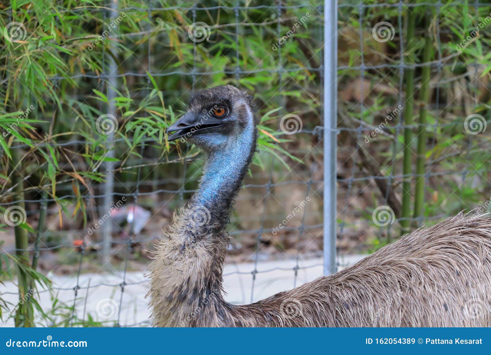 Emu is looking camera stock image. Image of fauna, head - 162054389