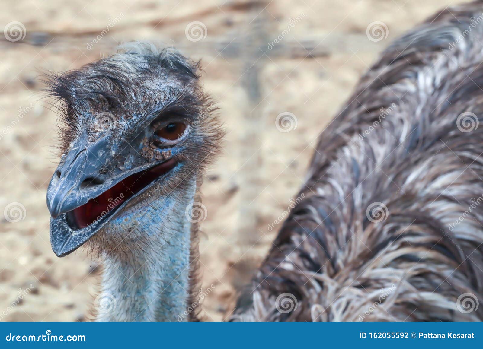 Emu is looking camera stock photo. Image of hair, funny - 162055592