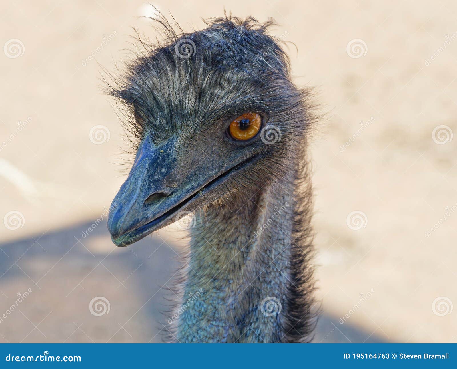 Close Up of the Head of an Emu Looking Slightly Left and Down Stock ...