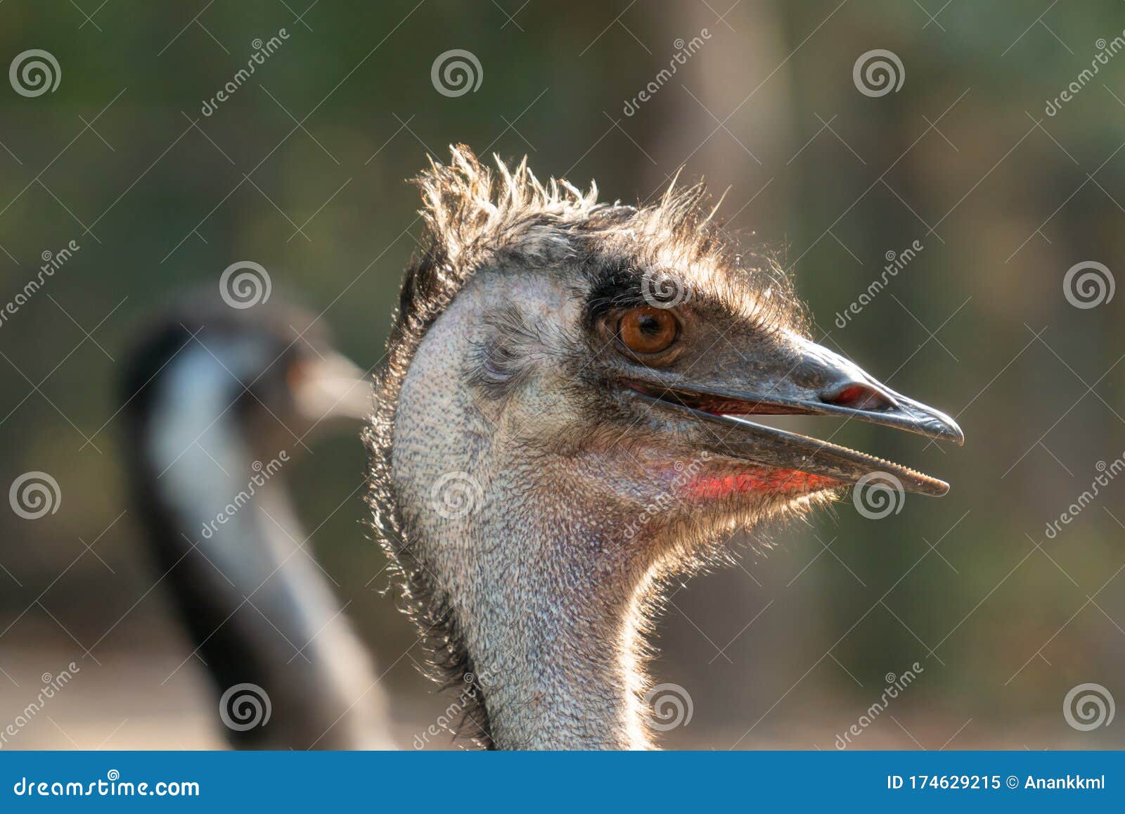 Close Up of the Head of an Emu Stock Image - Image of animal, looking ...