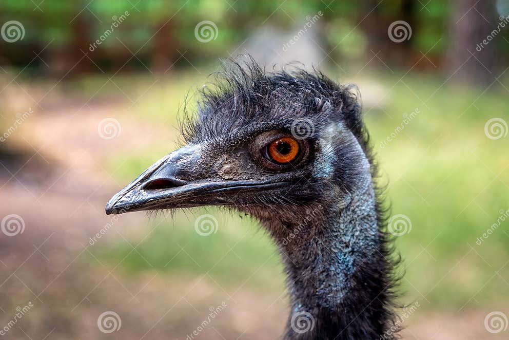 Close Up of the Head of an Emu Stock Image - Image of bird, beak: 267400583