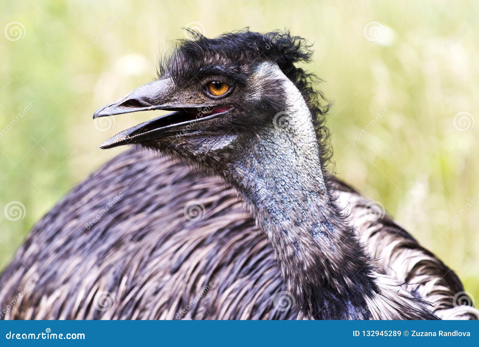 Emu head and upper neck stock image. Image of plumage - 132945289
