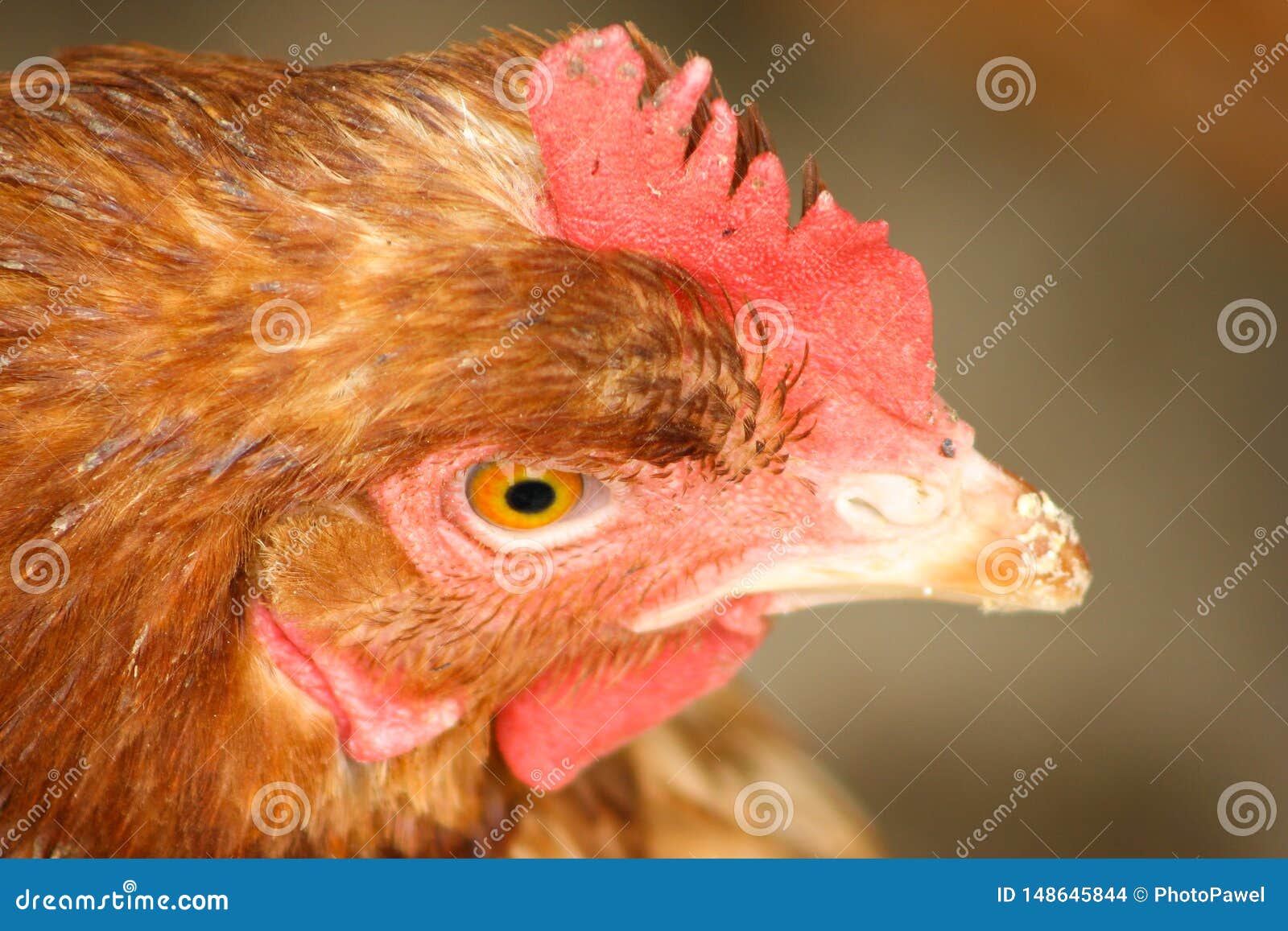 Close Up Head End Macro Eye Chicken Stock Photo - Image of head, fowl ...
