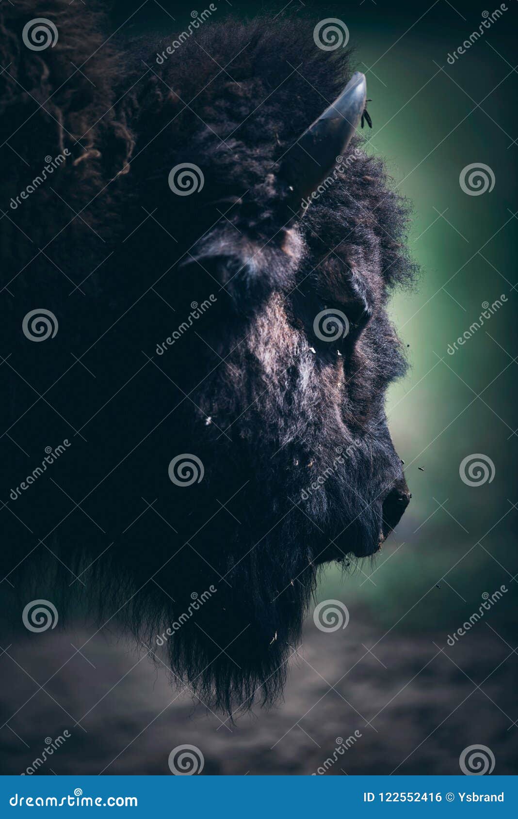 Close-up of Head of European Bison. Stock Photo - Image of bull ...