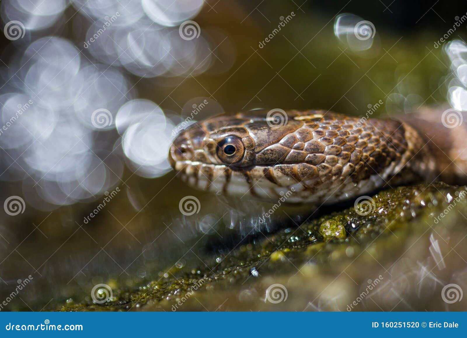 Close-up of the Head and Eyes of a Water Snake Stock Photo - Image of ...