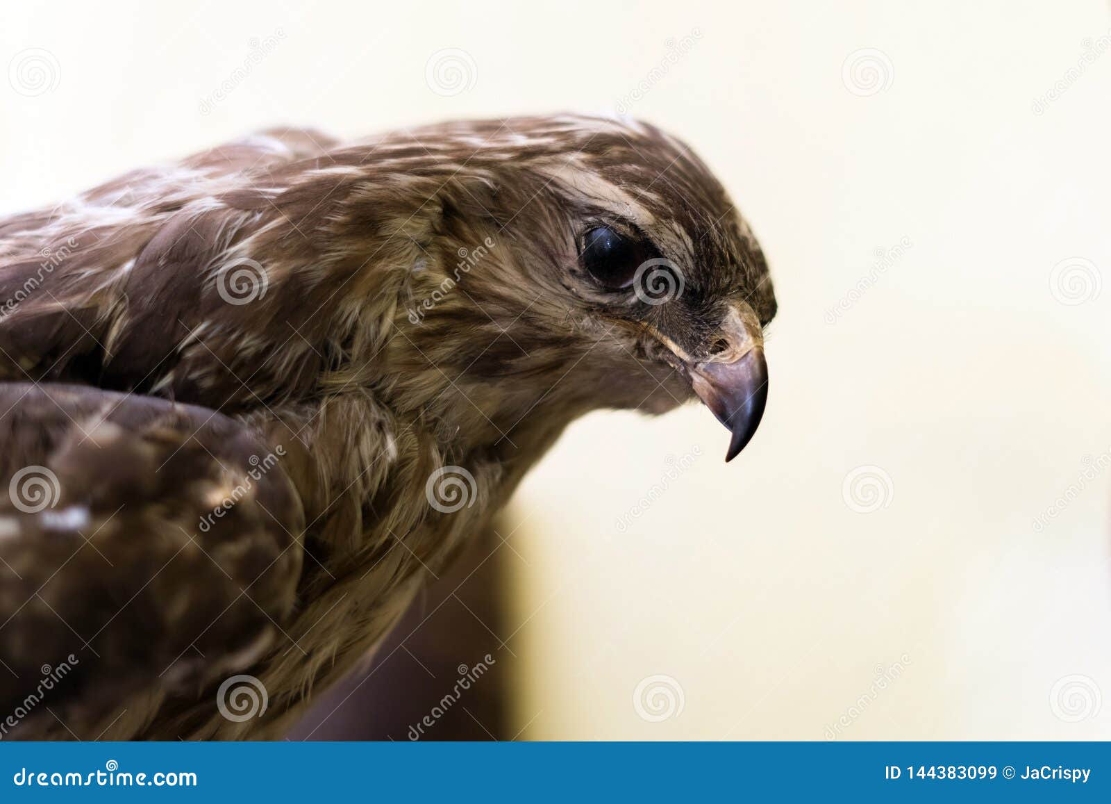 Close Up of Head of a Falcon Bird with a Huge Beak Isolated on White ...