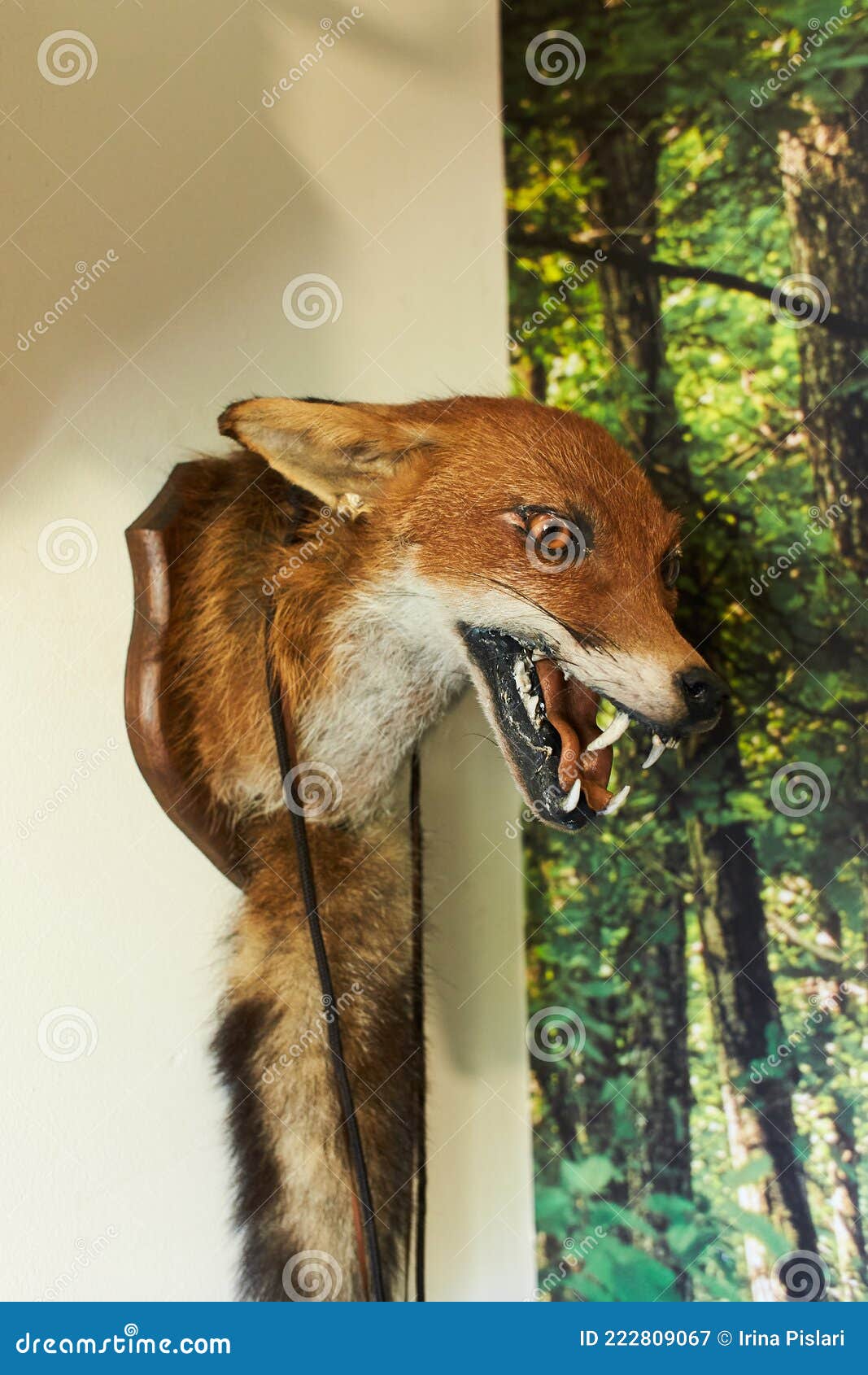 Close-up of Head of Fox Trophy on the Wall. Stock Image - Image of ...