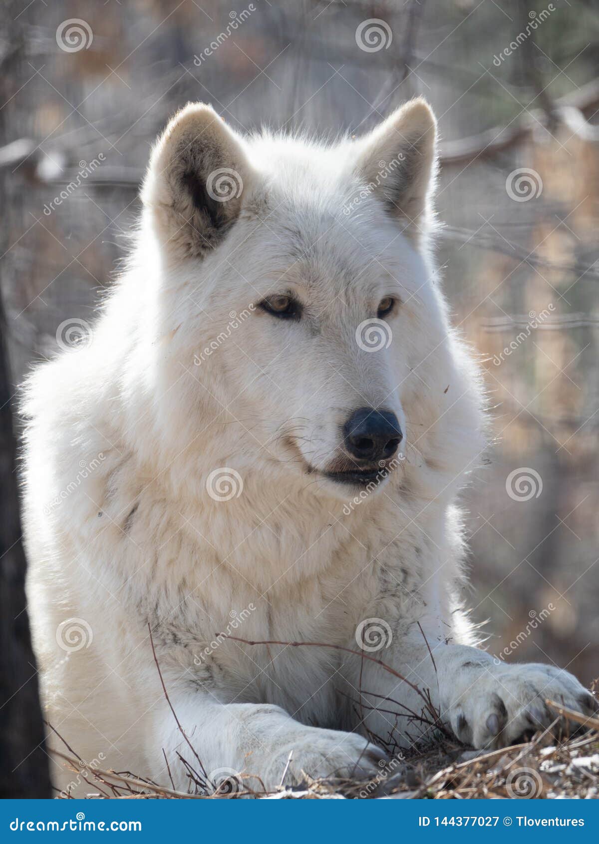 Close Up of the Head and Front Paws of a Gray Wolf Stock Image - Image ...