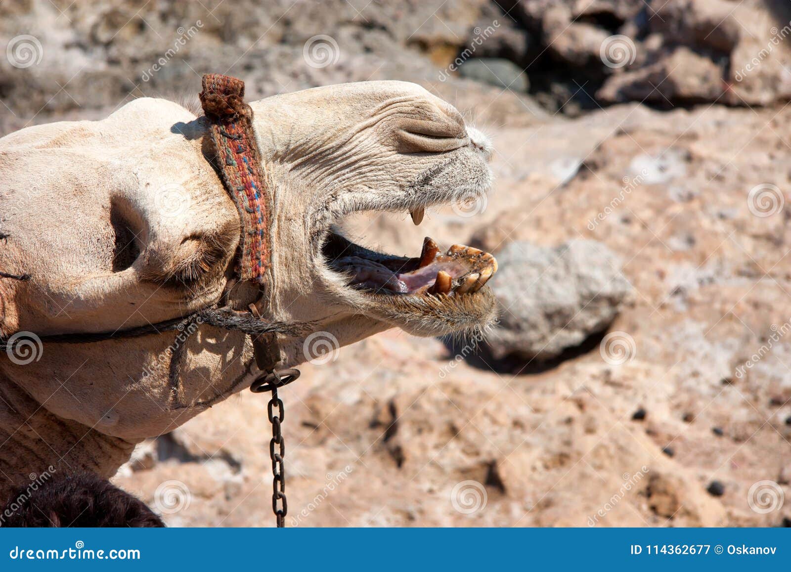 Camel with Open Mouth Close Stock Image - Image of nature, arabic ...