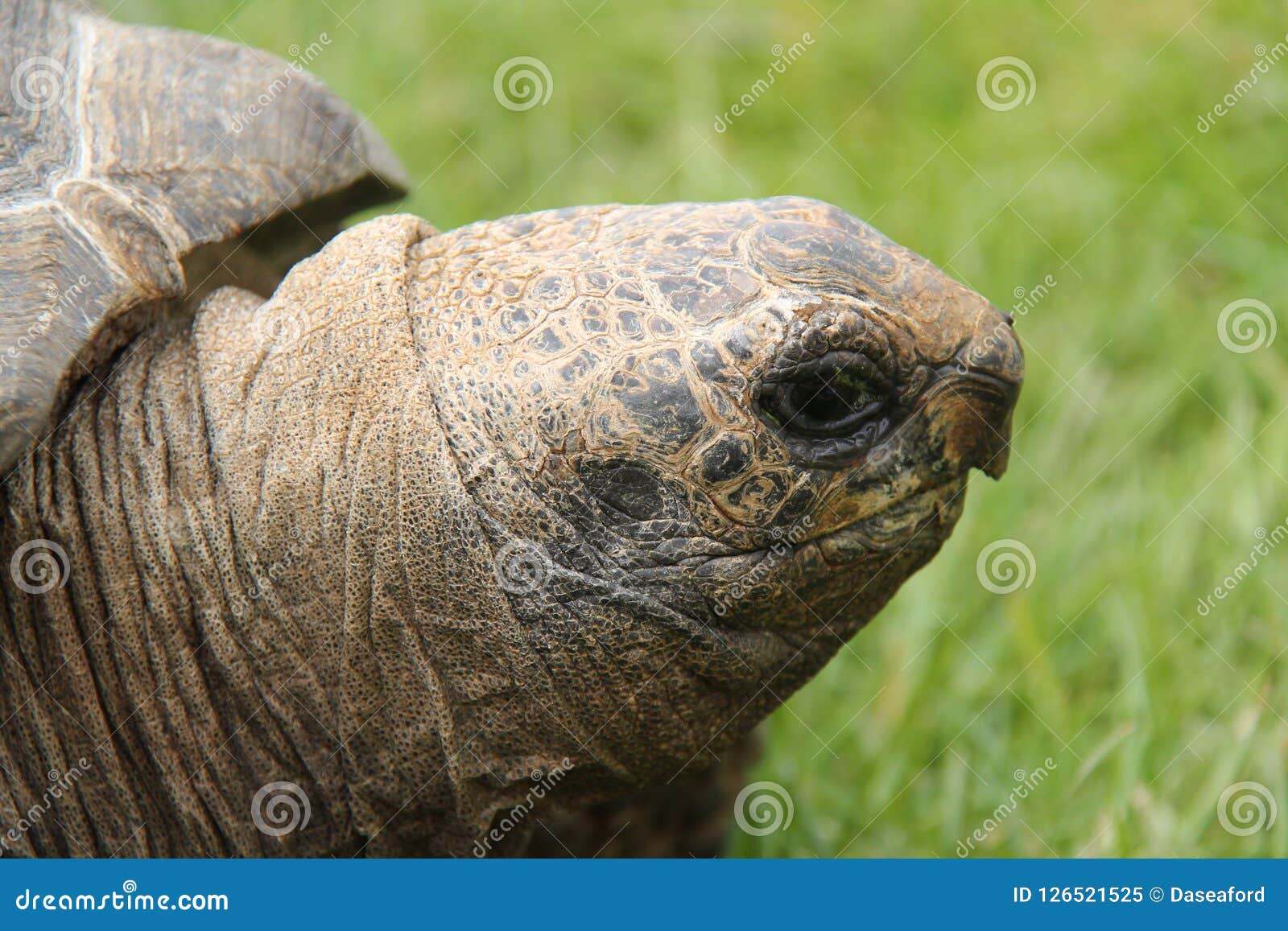 Giant Tortoise. stock image. Image of crawler, shell - 126521525