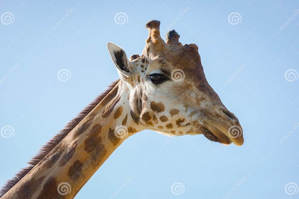 Close-up of Head of Giraffe Looking Down Stock Photo - Image of spotted ...