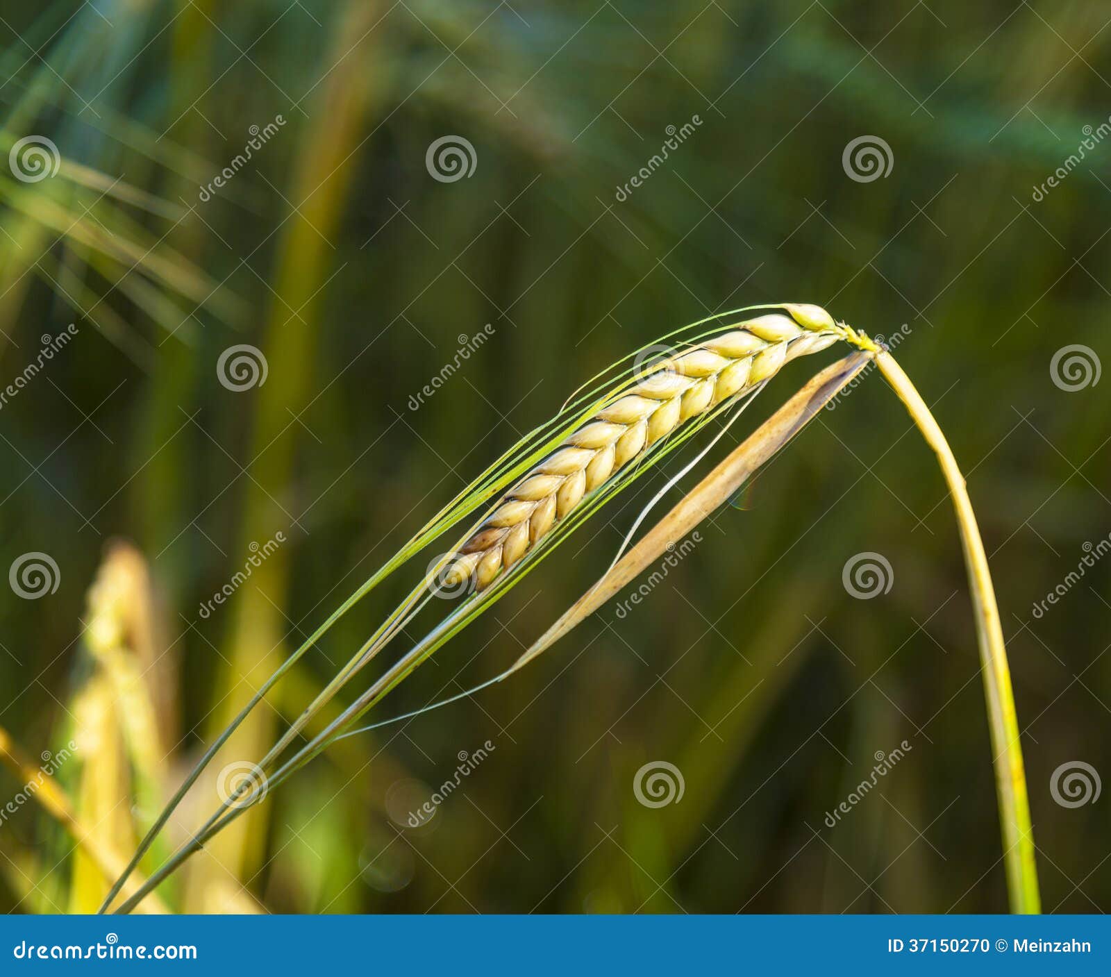 Close Up of a Head of Grain Stock Photo - Image of grain, nature: 37150270