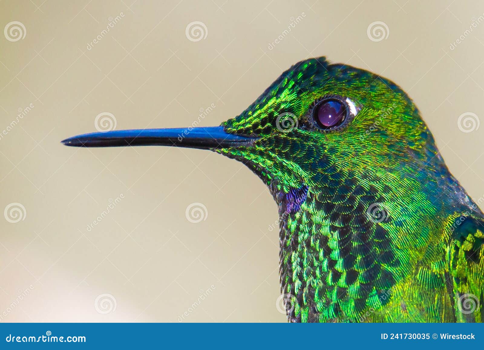 Close-up of the Head of Green Hummingbird Stock Image - Image of close ...
