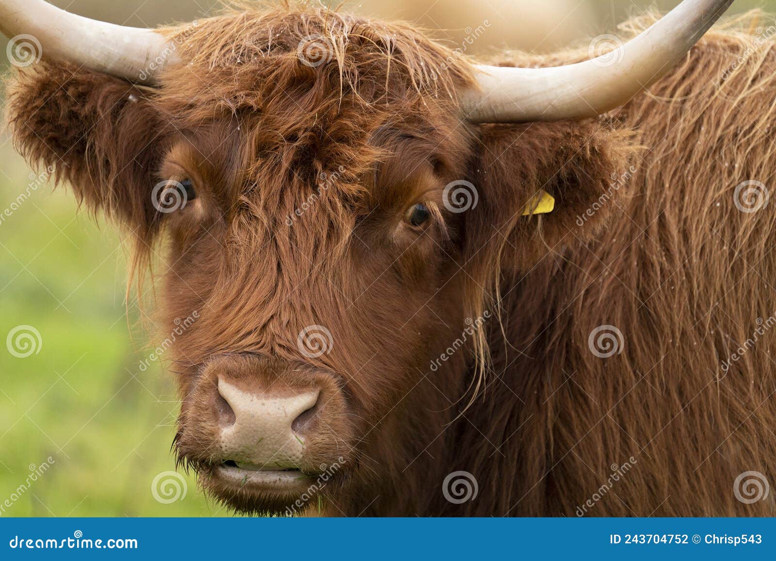Close Up of the Head of a Highland Cow in the Rain Stock Photo - Image ...