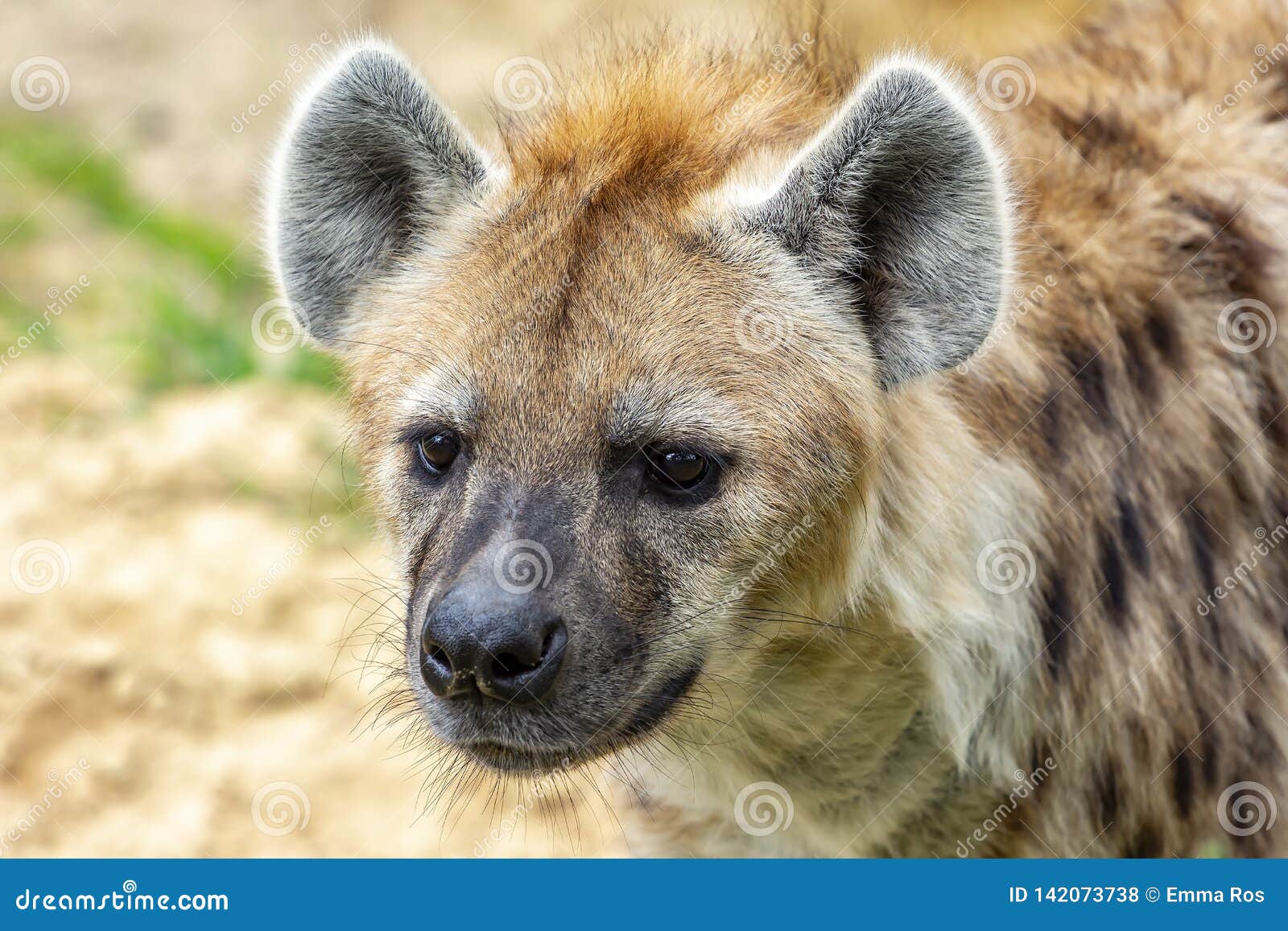 Close Up of the Head of a Hyena Stock Photo - Image of head, animal ...