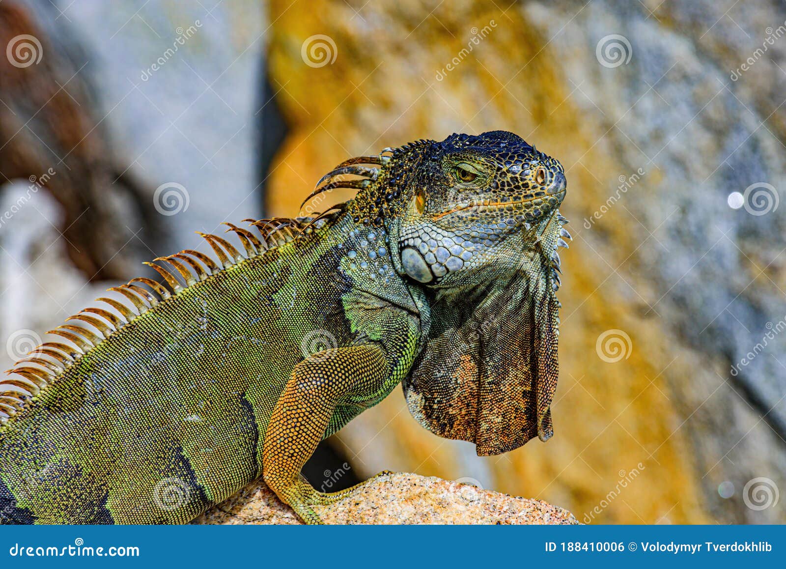 Close Up Head of Iguana Dragon. Iguana Dragon. Green Lizards Iguana ...