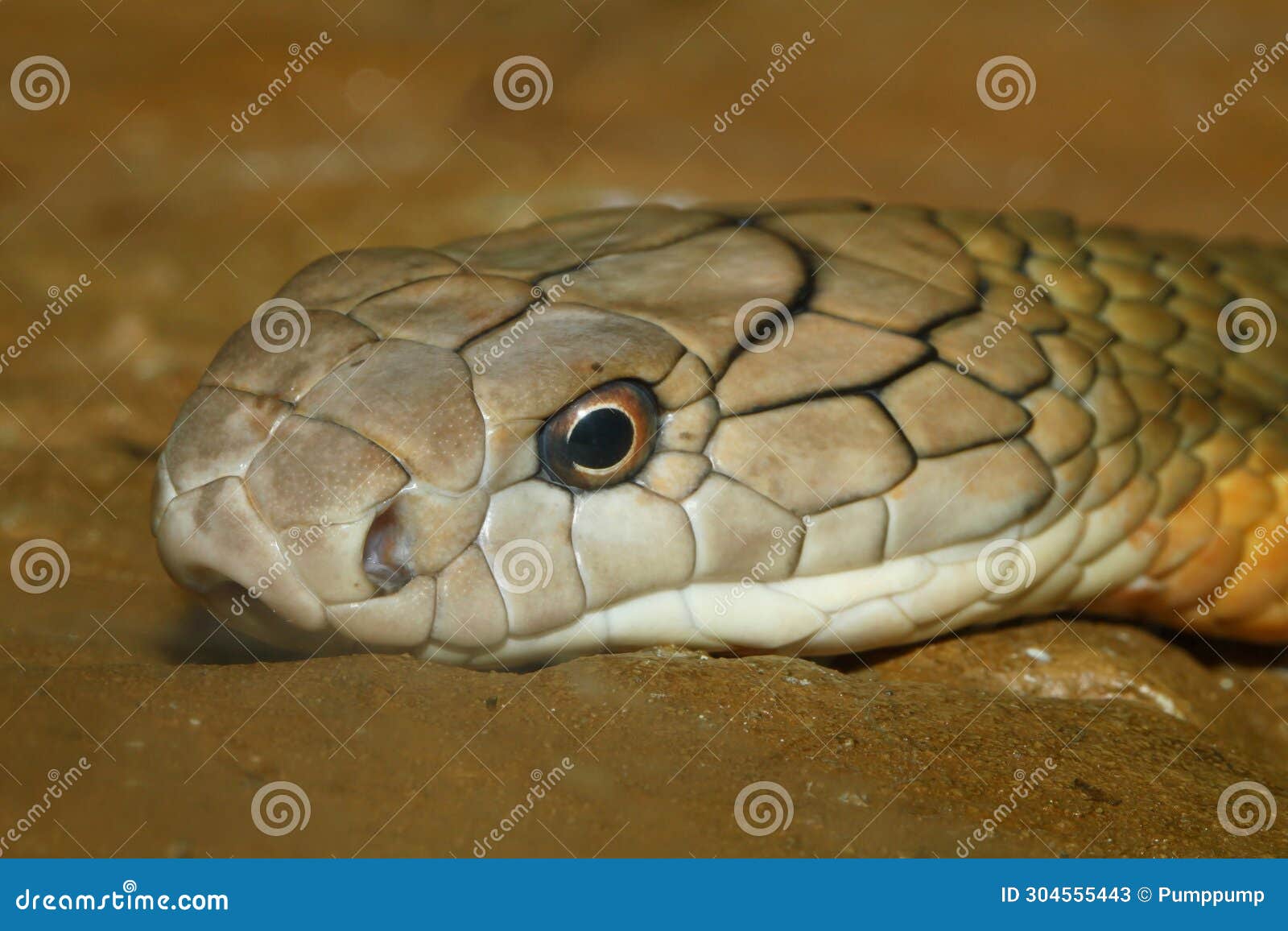 Close Up Head King Cobra Snake is Big Viper Snake Stock Image - Image ...