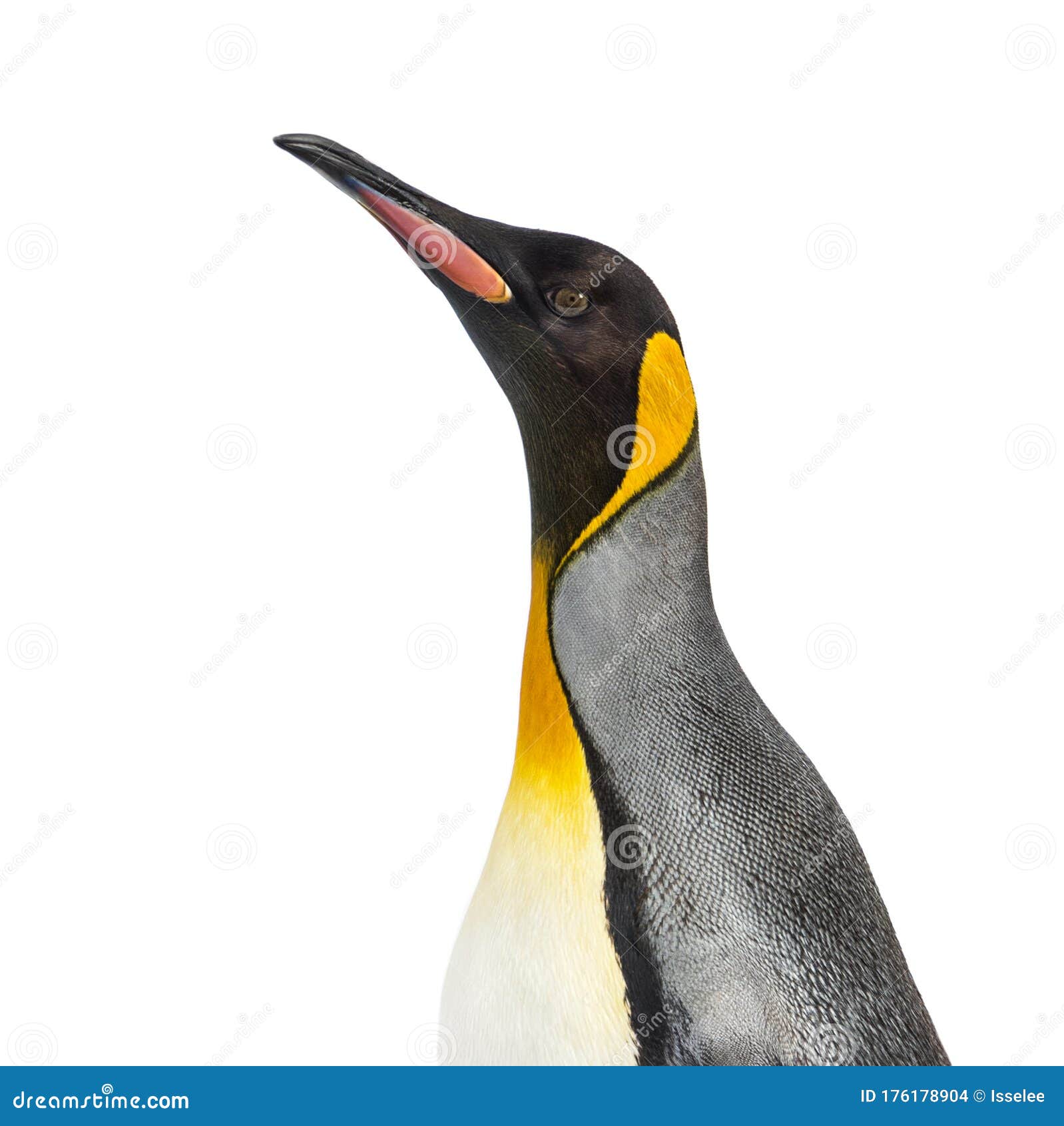 Close-up of a Head of a King Penguin, Isolated Stock Photo - Image of ...