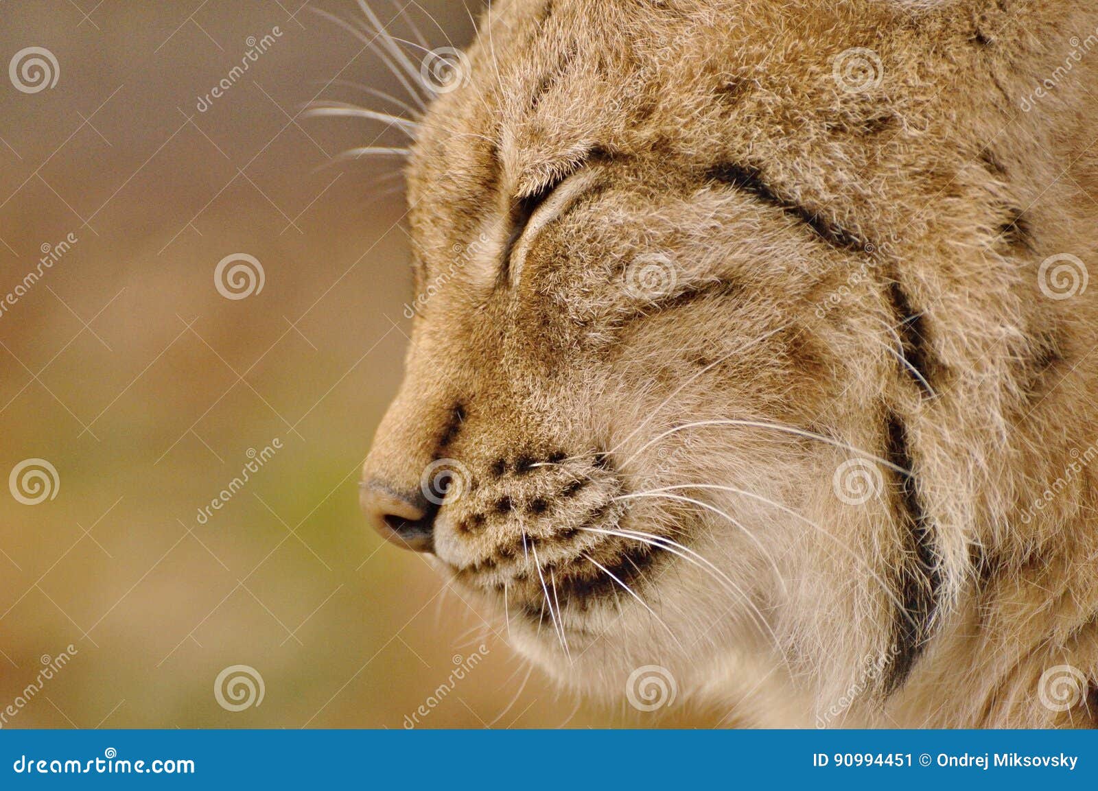 Close up head of Lynx. stock image. Image of prey, portrait - 90994451
