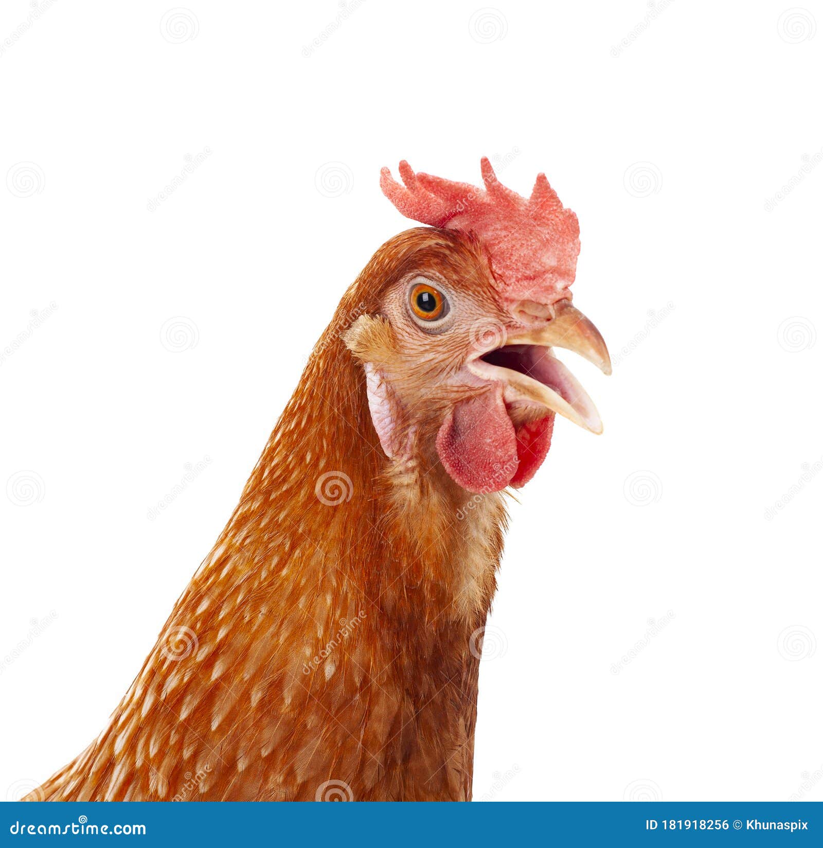 Close Up Head of Male Chicken Isolate White Background Stock Photo ...