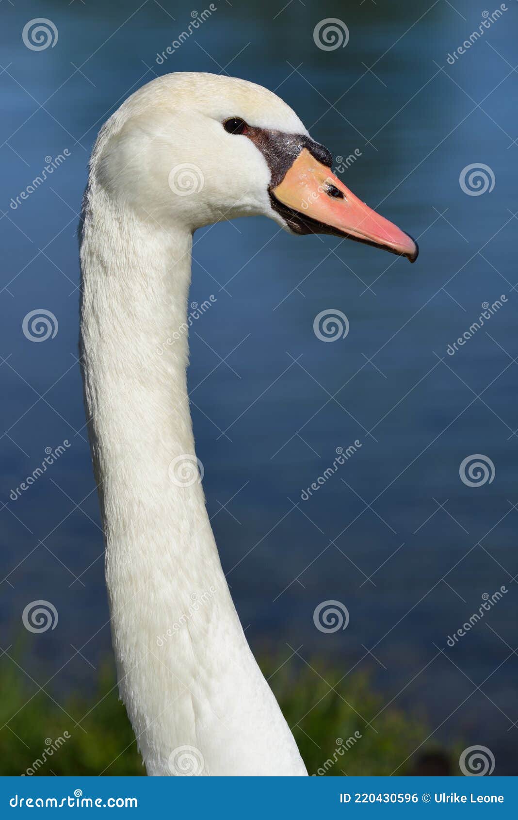 Close Up of the Head and Neck of a White Swan in Front of Blue Water ...