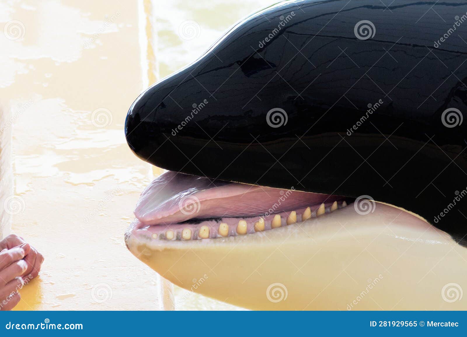 Close-up of the Head of an Orca. Stock Image - Image of dolphin, teeth ...