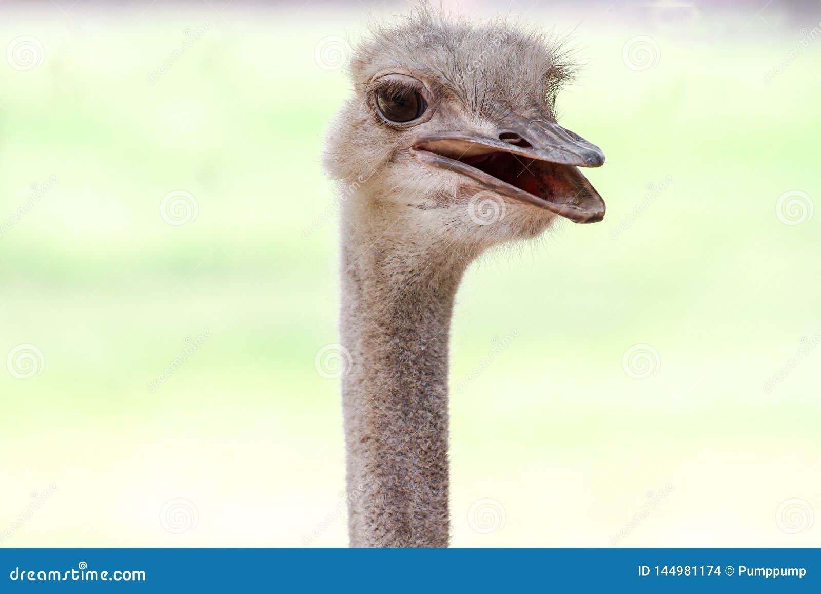 Close up head ostrich stock photo. Image of ostriche - 144981174
