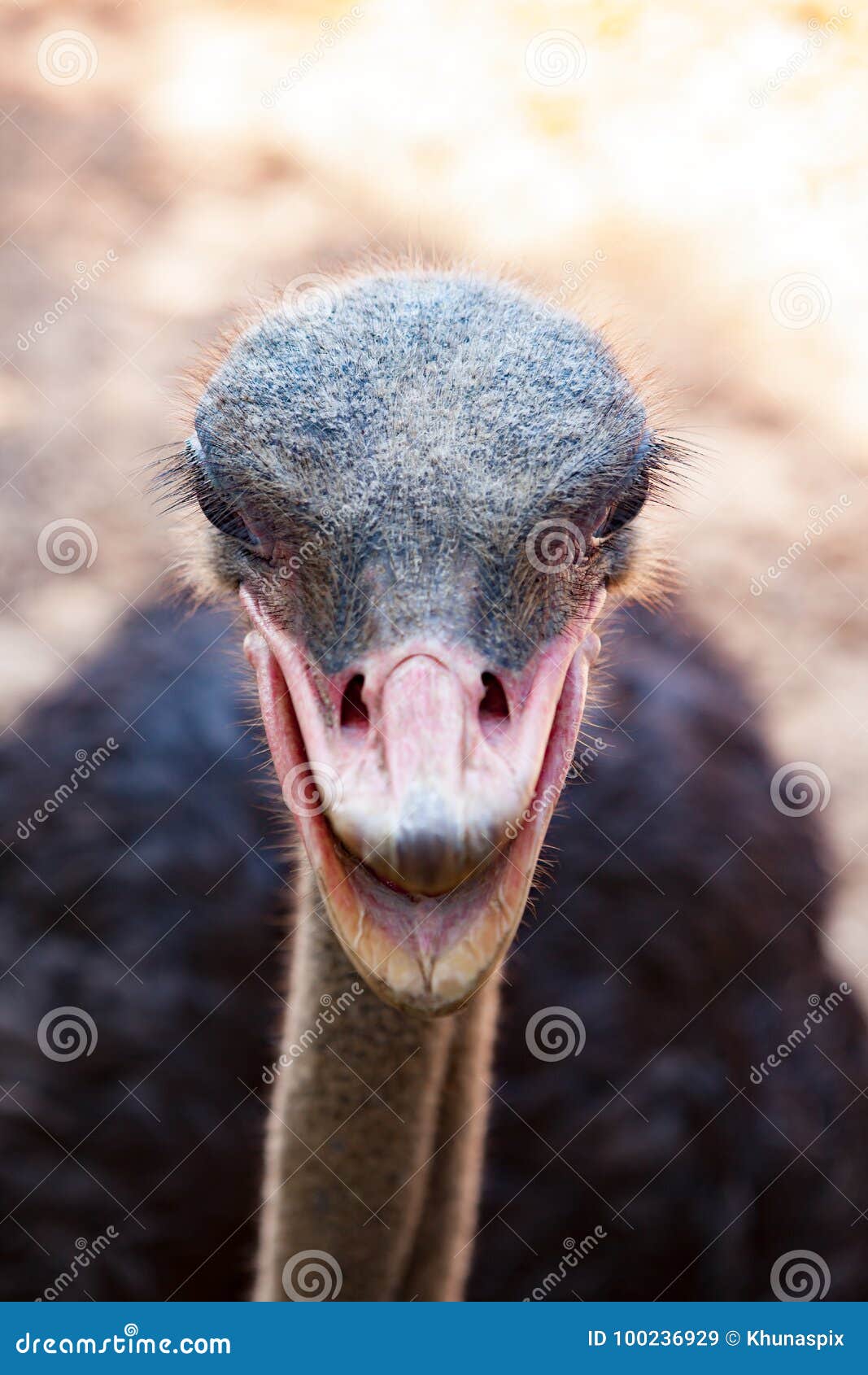 Close Up Head of Ostrich in Field Stock Image - Image of nose, african ...