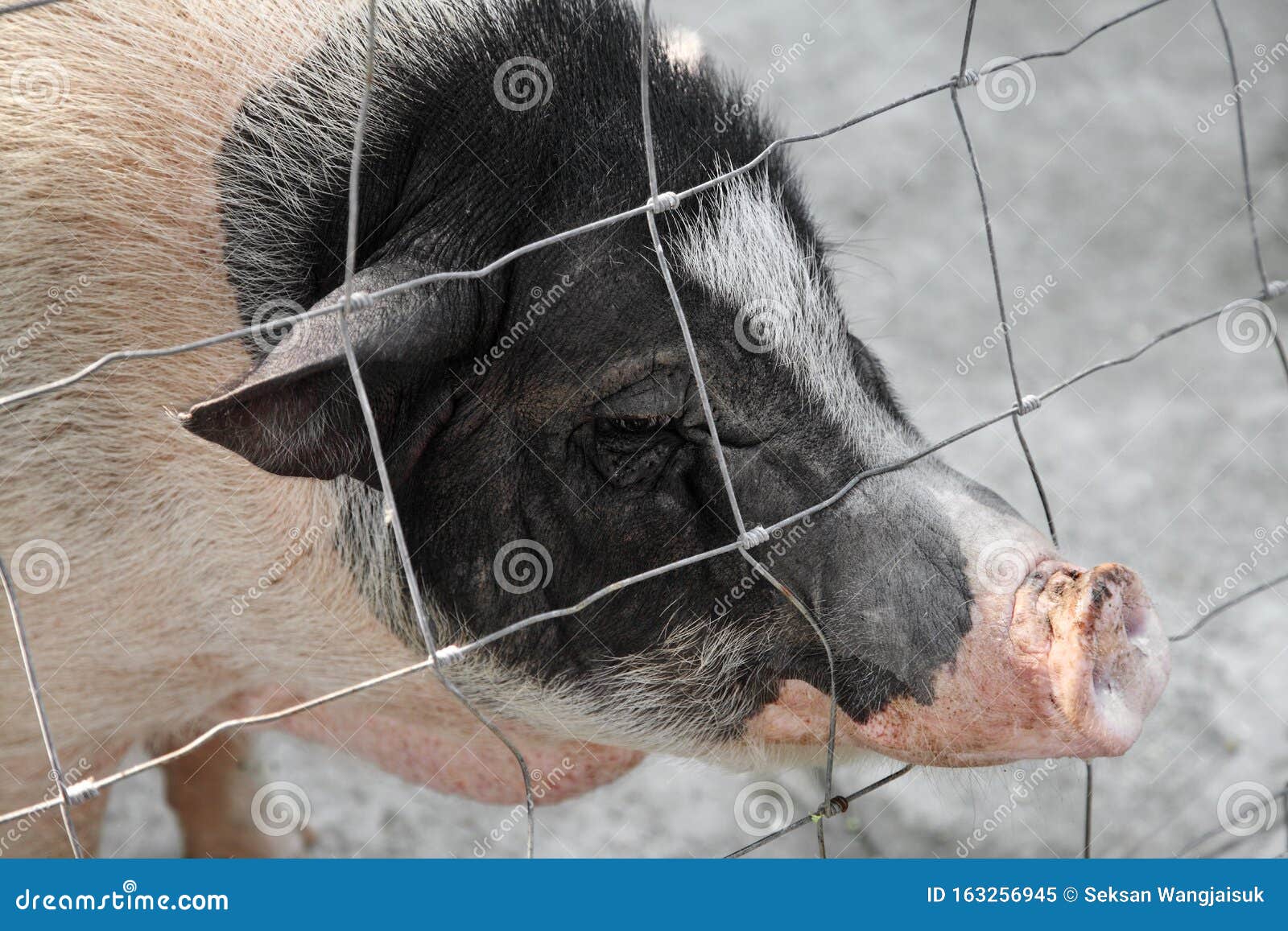 Close Up Head of Pig in Stable at Farm Stock Image - Image of livestock ...